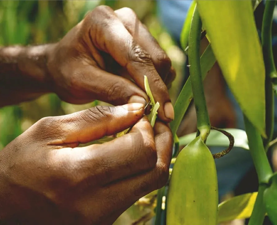Bean to Bottle & Cooks Vanilla